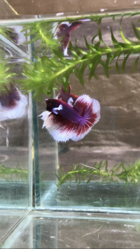 Rifa Ms Bettas | Sua Rifa Digital
